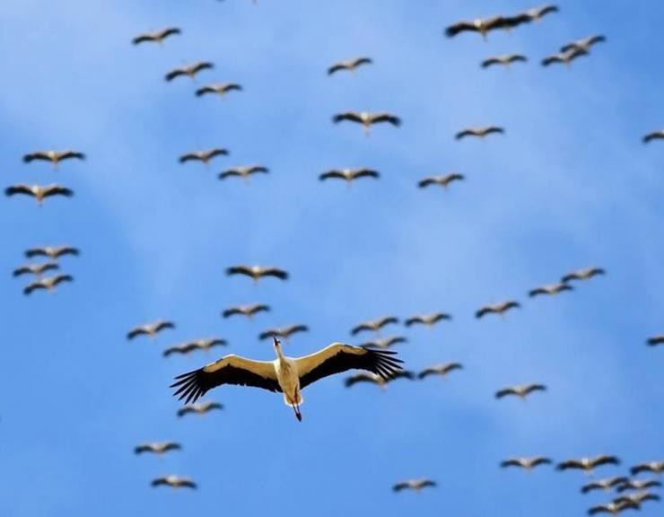 Leylek cennetine dönen İstanbul'un 'Leylek Baba'sı