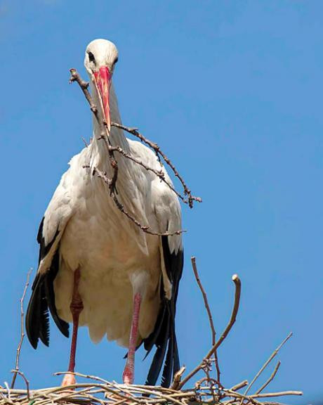 Leylek cennetine dönen İstanbul'un 'Leylek Baba'sı