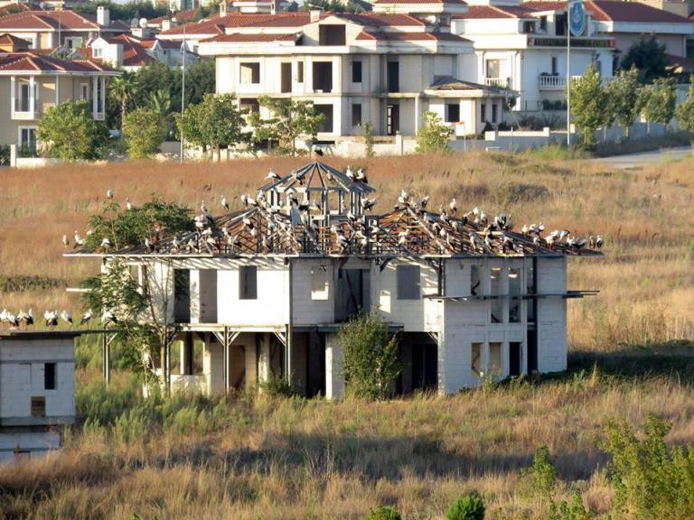 Leylek cennetine dönen İstanbul'un 'Leylek Baba'sı