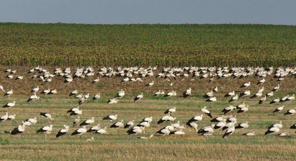 Leylek cennetine dönen İstanbul'un 'Leylek Baba'sı