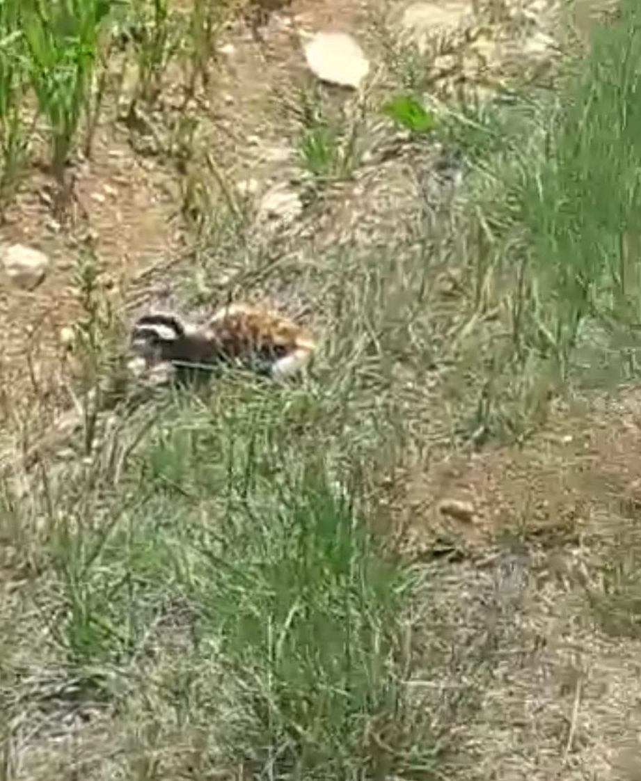 Kırmızı listede yer alan "alaca sansar" görüntülendi