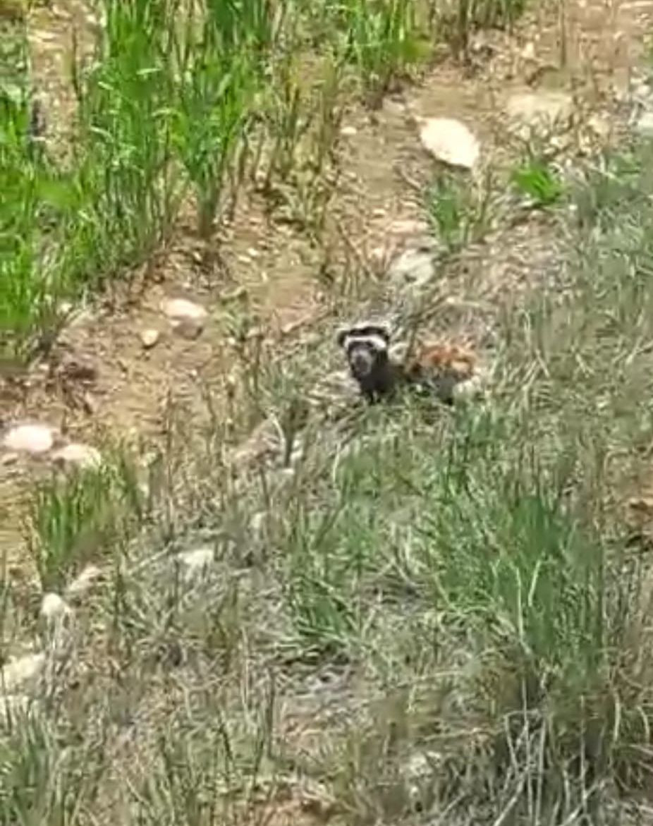 Kırmızı listede yer alan "alaca sansar" görüntülendi