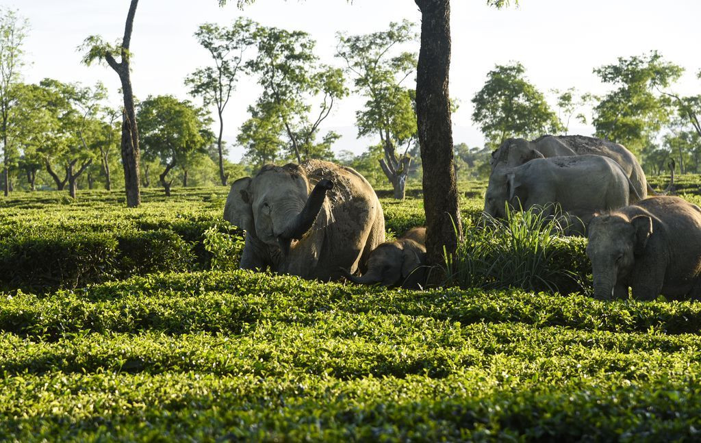 Asya filleri hakkında bilmeniz gerekenler asya fillerinin özellikleri ...