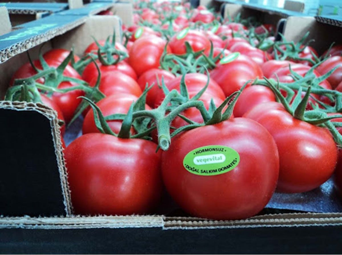 İhracatta domates bereketi