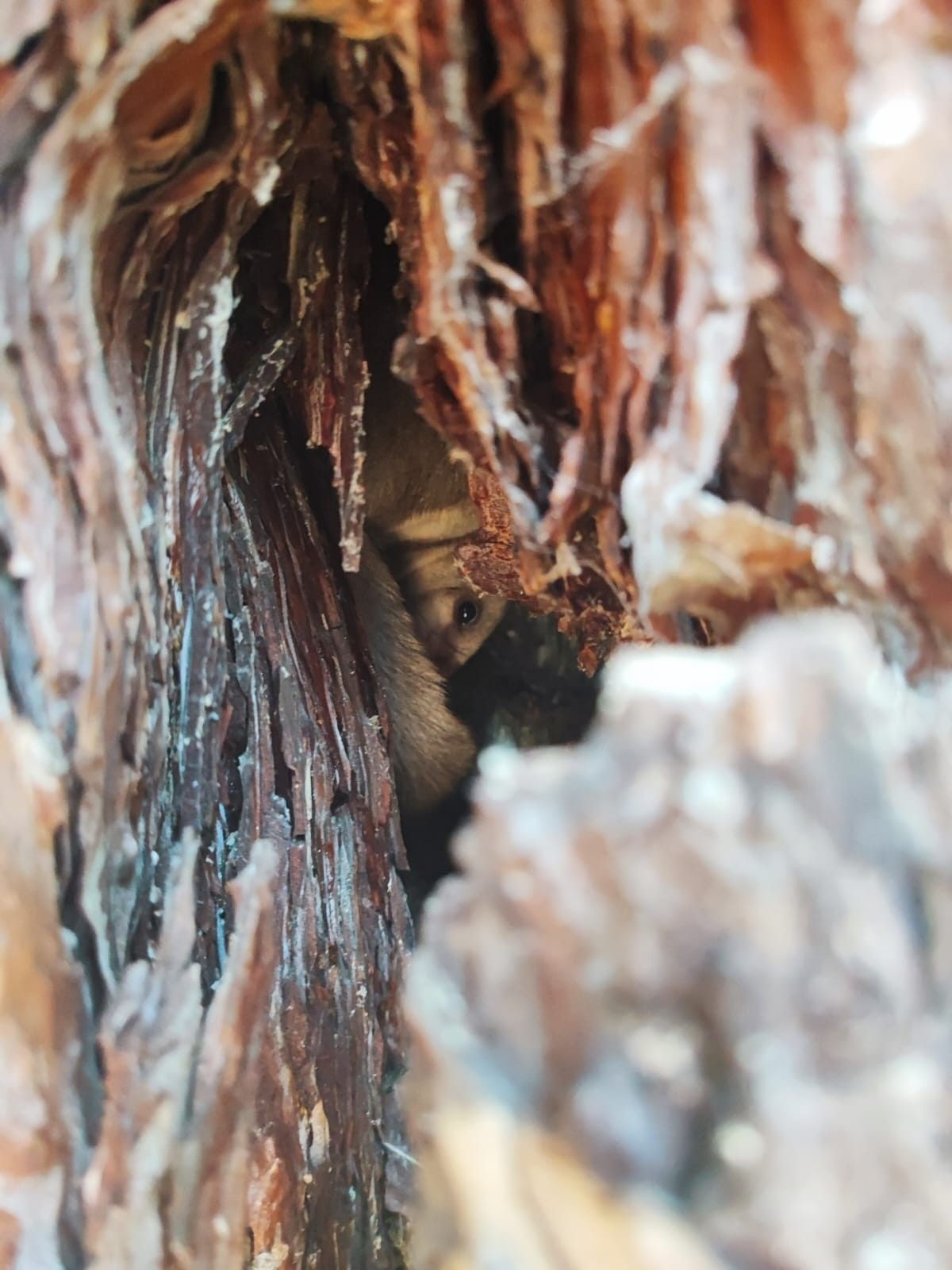 Kastamonu'da nesli tehlikede olan yediuyur görüldü
