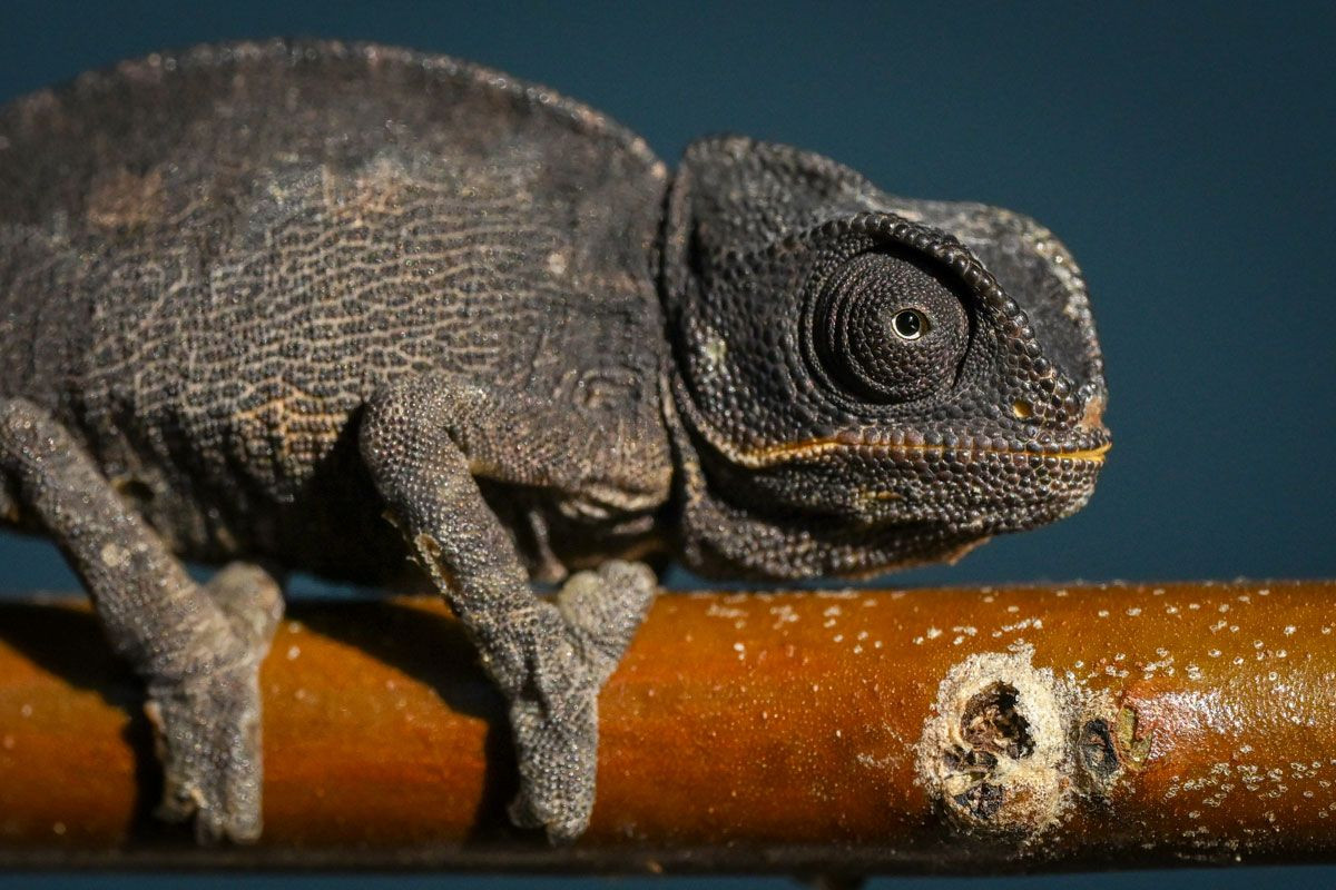 Tropikal hayvan bukalemun Van'da bir okul deposuna bitkin halde bulundu