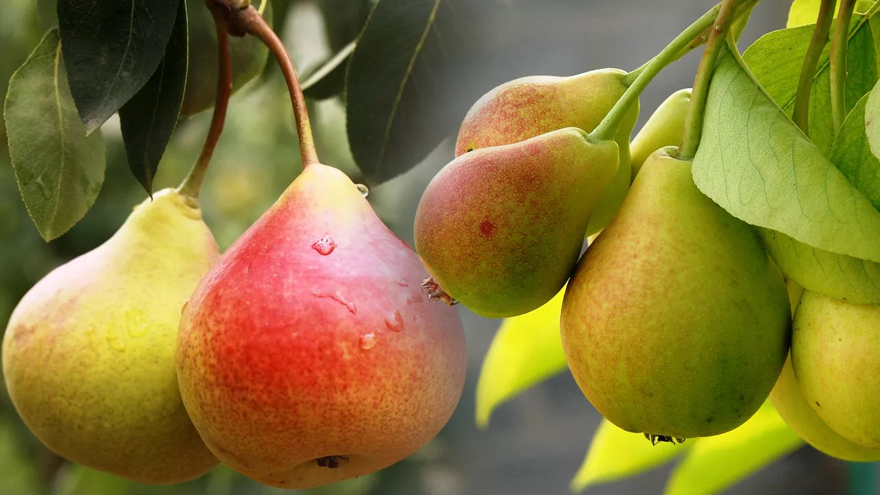 Rüyada armut görmek ne anlama gelir? Rüyada armut yemek ne anlama gelir ...