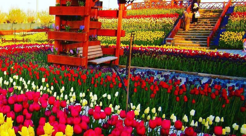 Lale mevsimi geldi, bu bahçeyi en kısa sürede mutlaka görmelisiniz ...