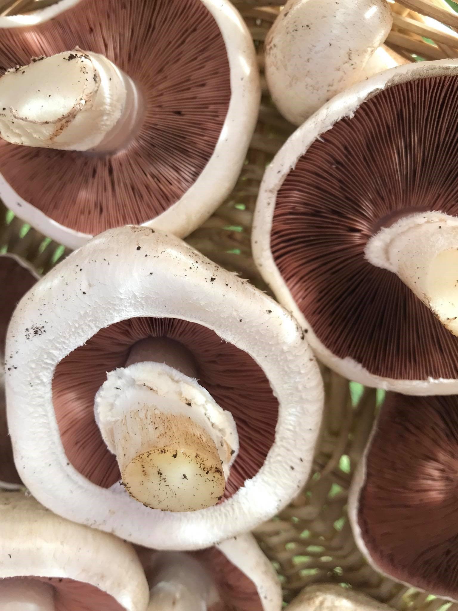 Dikkat! Mantar 2 saat gibi kısa bir sürede zehirleyebilir