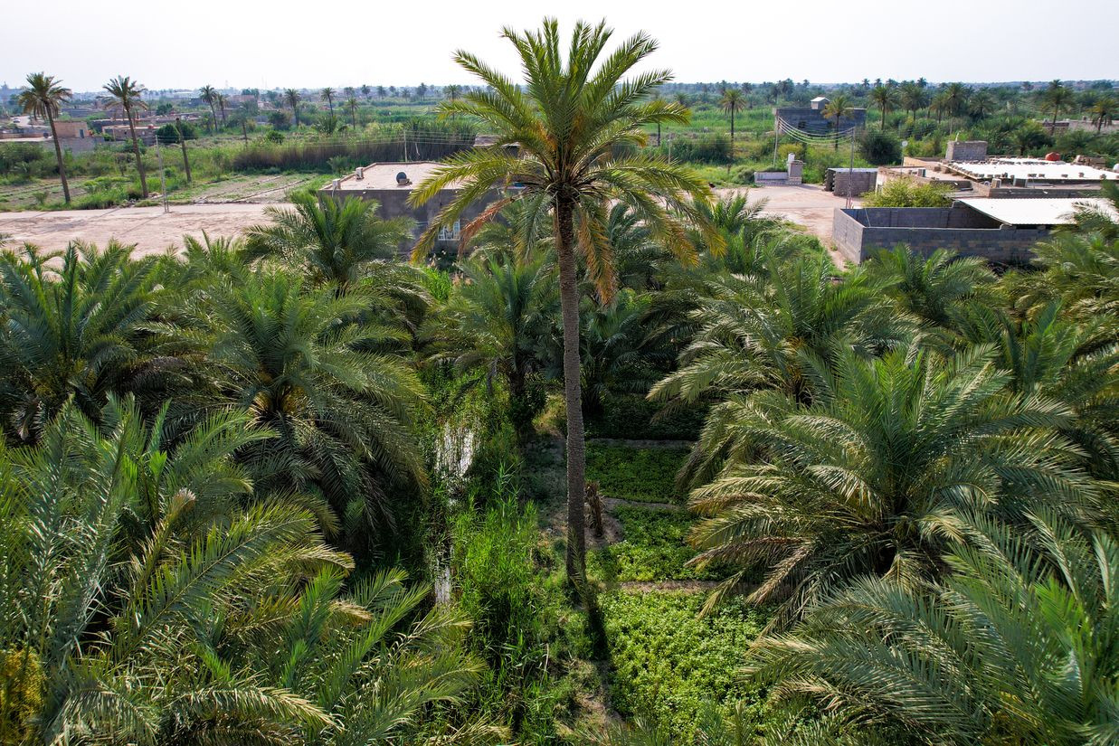 22 milyondan fazla hurma ağacı bulunuyor! O ülkede hurma, gelir ...