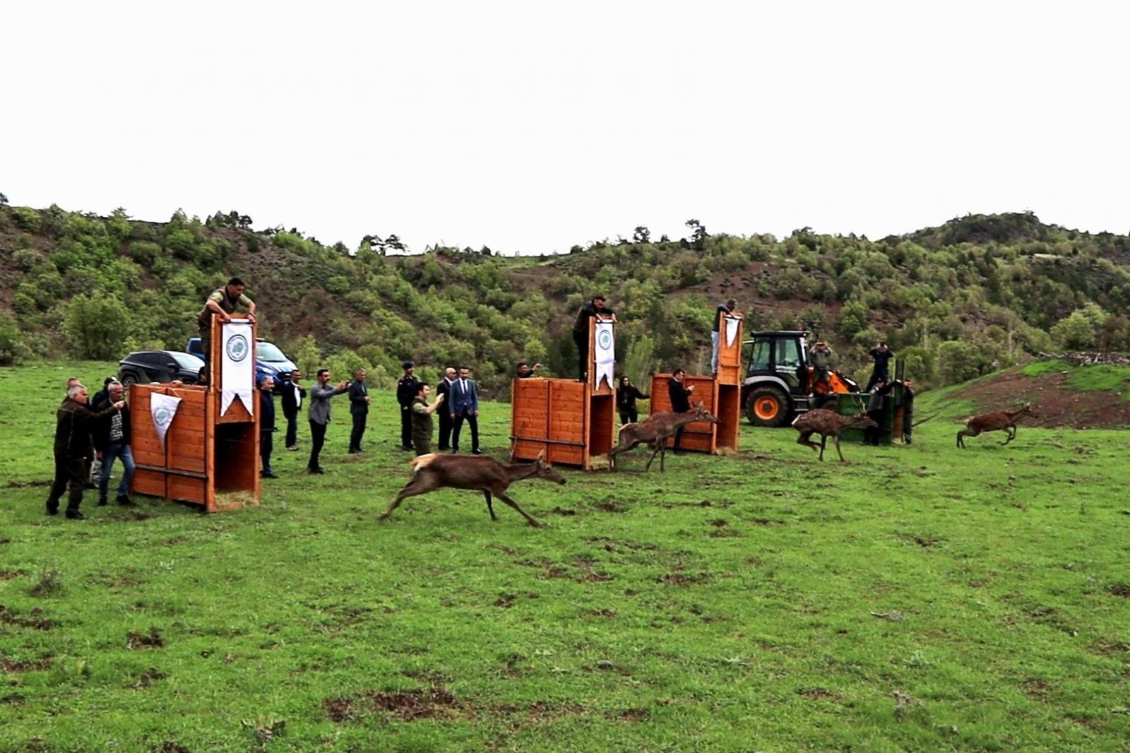 Geyikler doğaya böyle bırakıldı