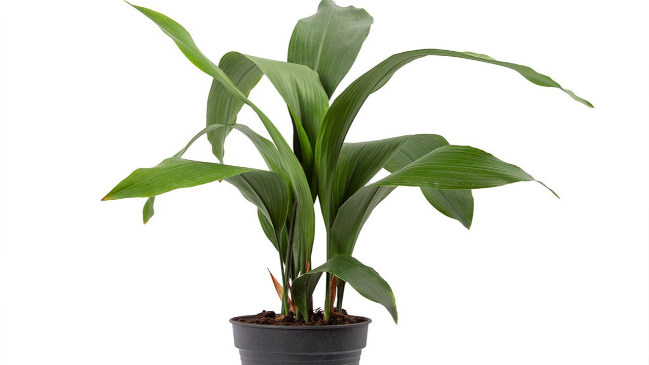 Bakımı kolay 10 ev bitkisi! Her koşula uygun ev bitklileri