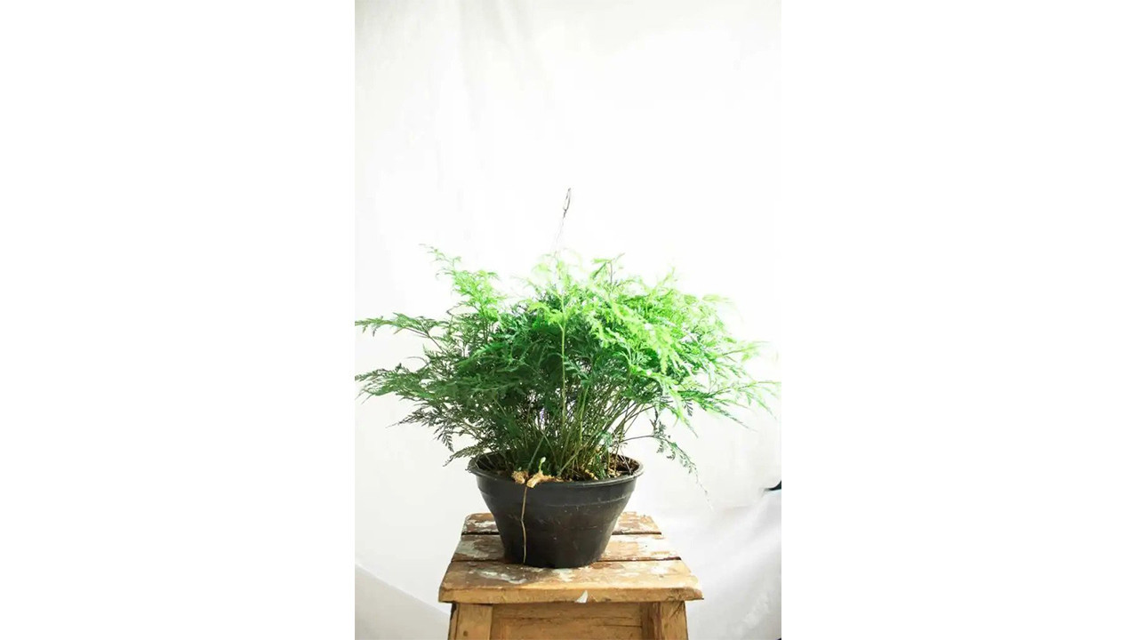 Bakımı kolay 10 ev bitkisi! Her koşula uygun ev bitklileri