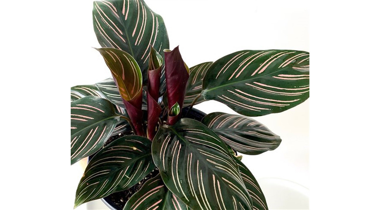 Bakımı kolay 10 ev bitkisi! Her koşula uygun ev bitklileri