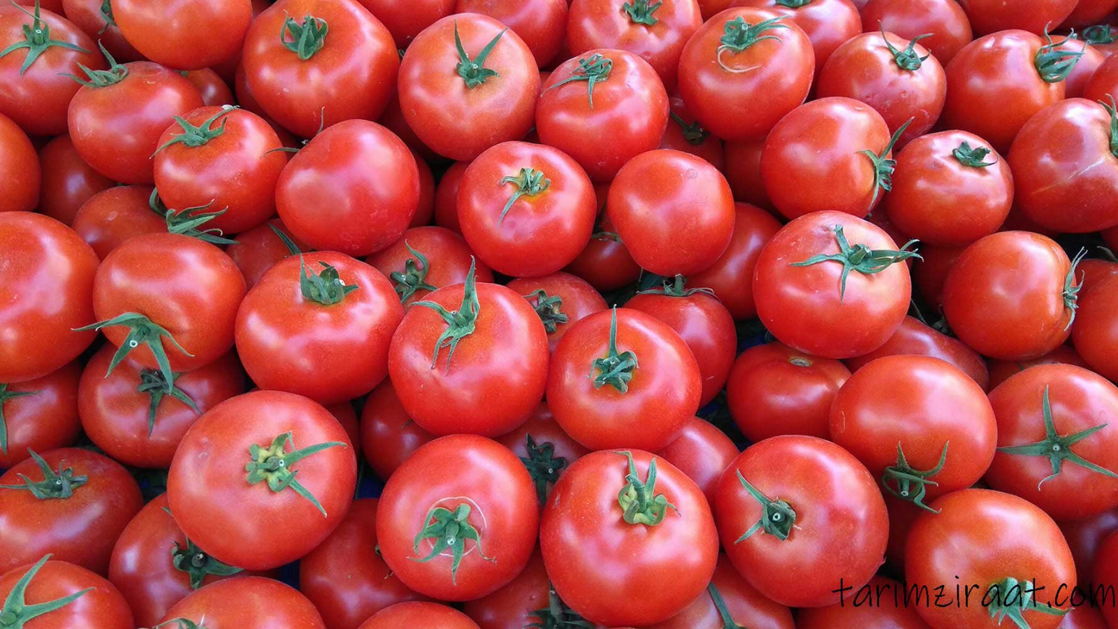 Kahvaltıda domates yiyenler yandı! Resmen zehre dönüşüyor