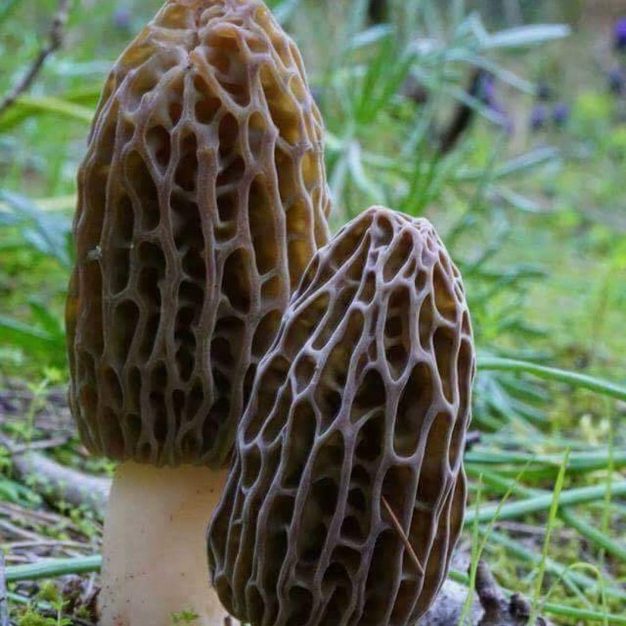 Tam bir protein deposu olan kuzu göbeği mantarı tarifi! Kuzu göbeği mantarının faydaları nelerdir?