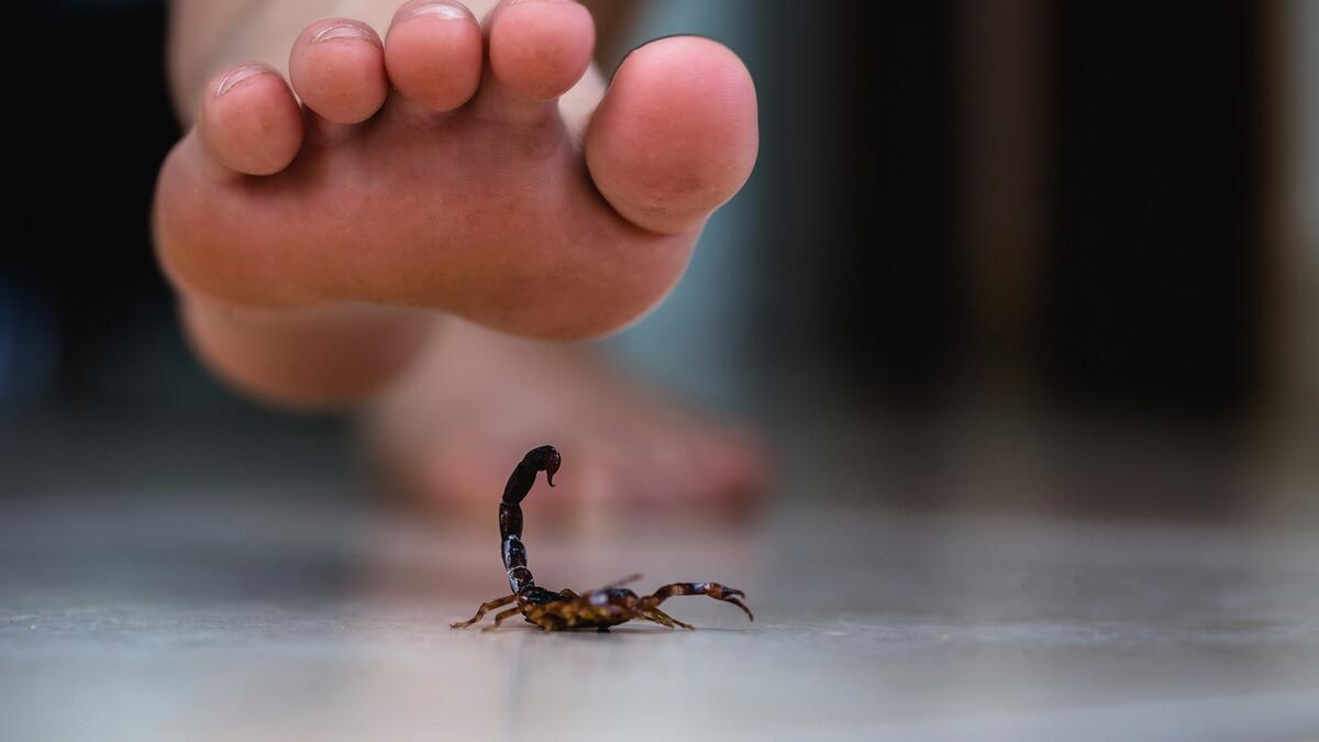 Akrep sokmasında neler yapılmalı? Hangileri tehlikeli akrep ...