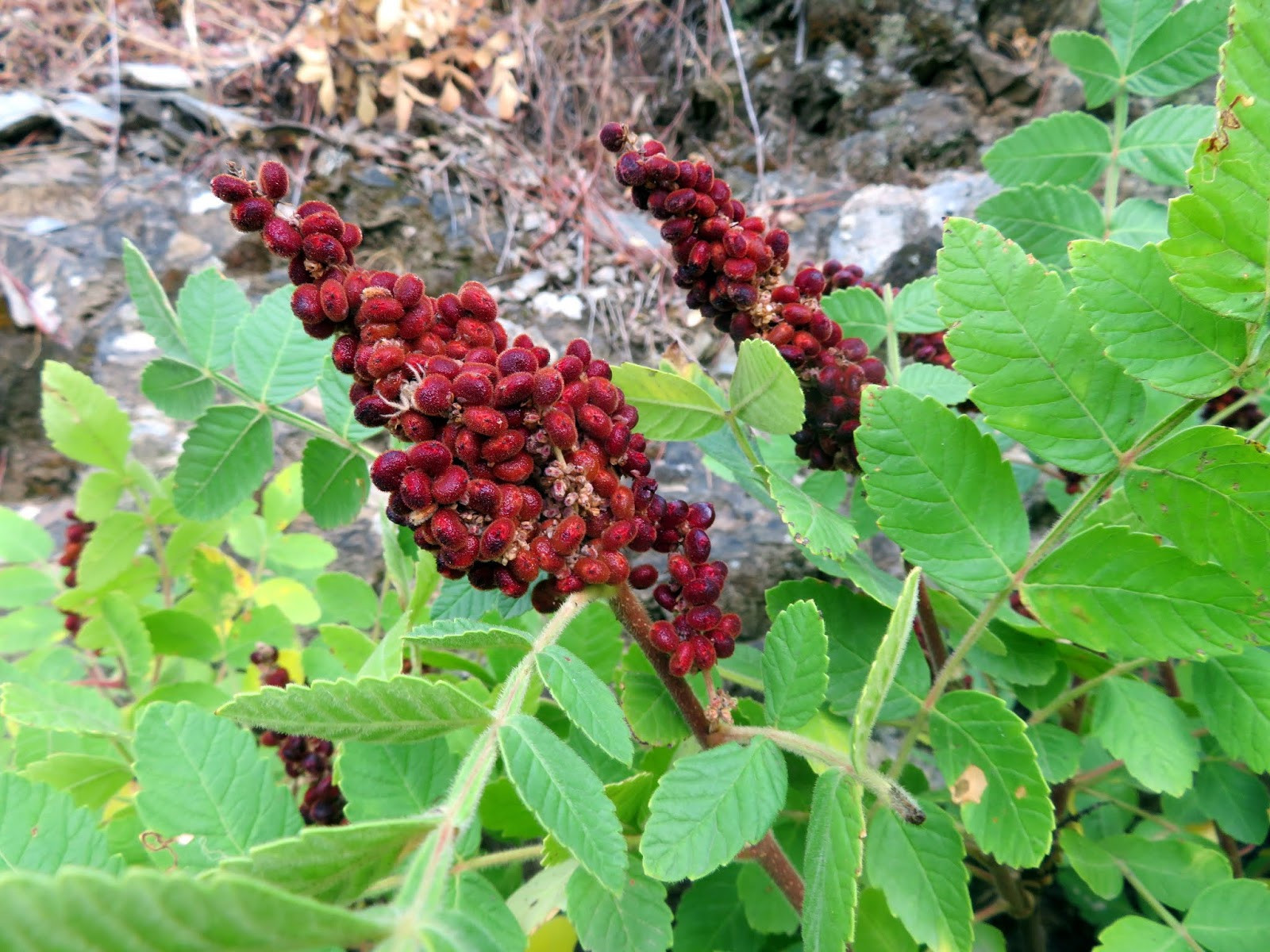 Sumak nedir? Sumak nasıl kullanılır? Sumağın faydaları ve zararları