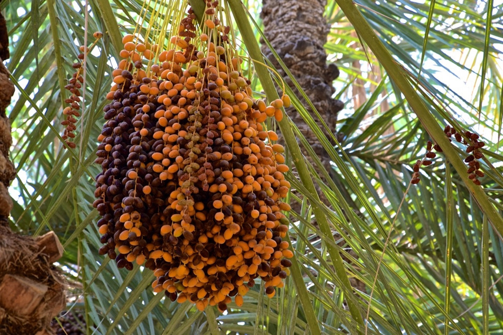 Taze hurmanın faydaları nelerdir? Taze hurma nerede bulunur?
