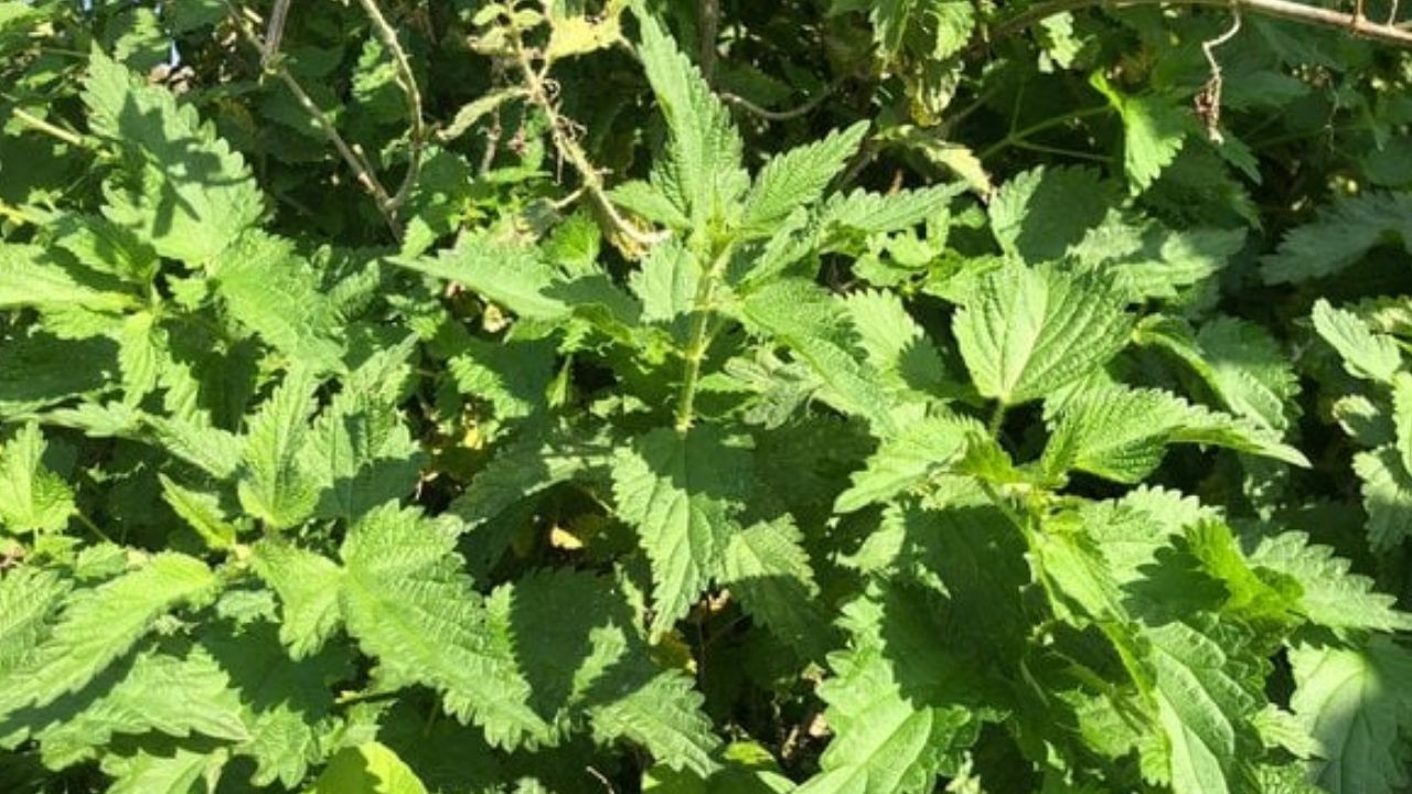Isırgan otunun cilde faydaları nelerdir? İşte ısırgan otunun bilinmeyen ...